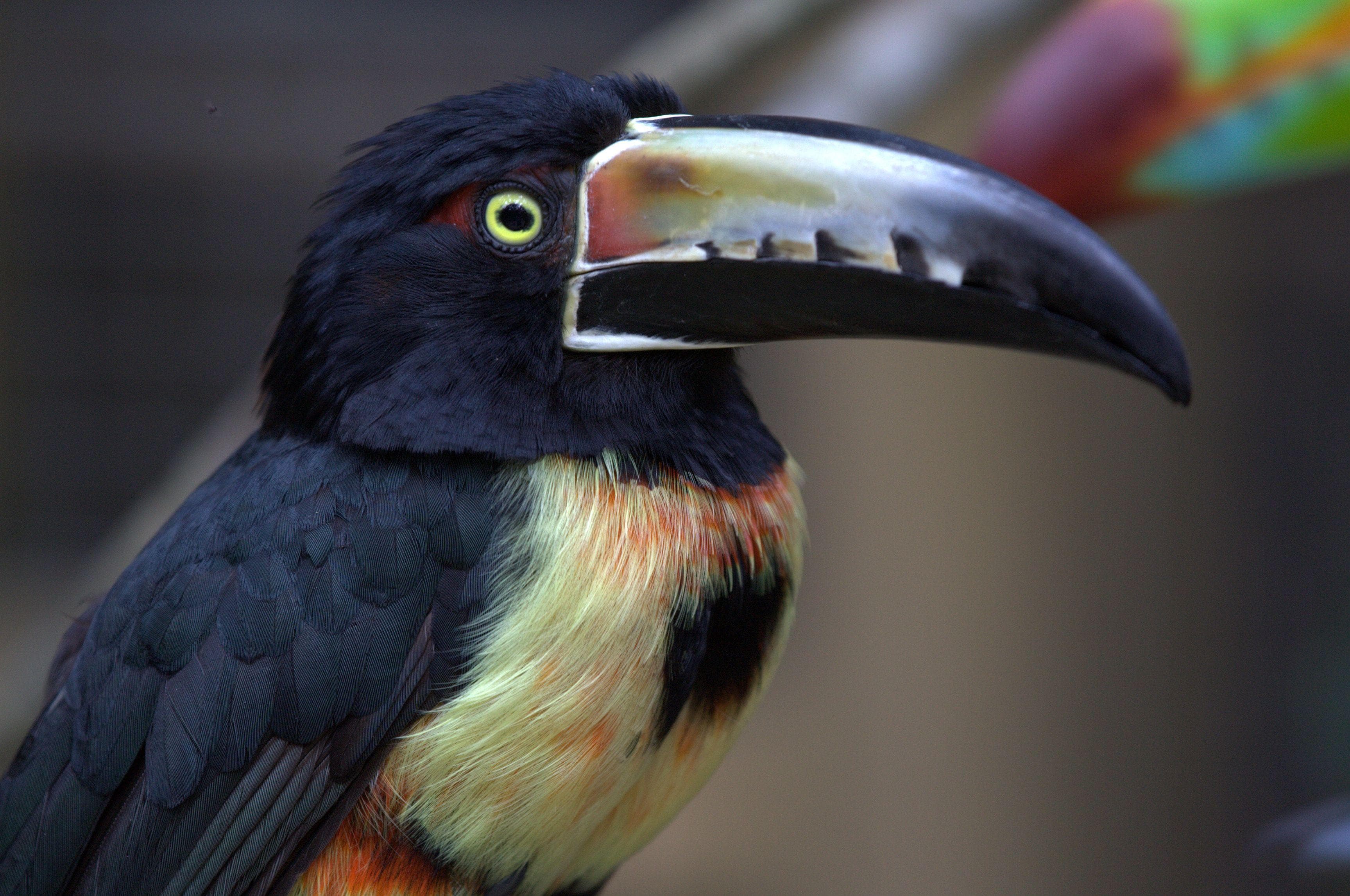 17 Birds That Have Truly Weird Beaks (Photos)