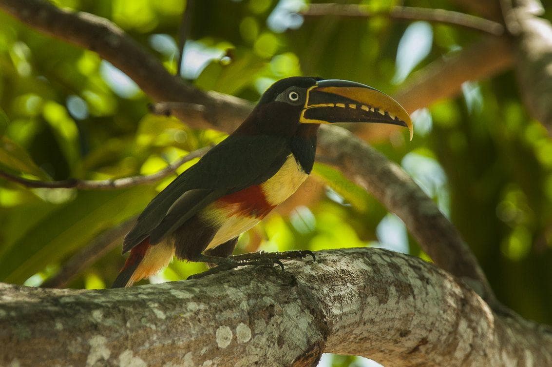 The 17 Weirdest And Scariest Bird Beaks