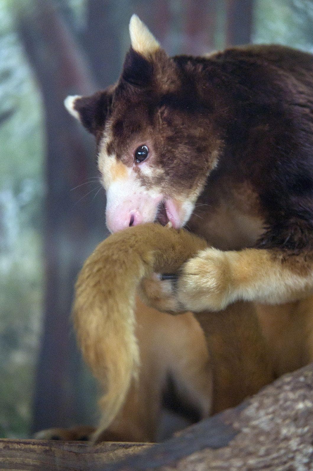 Presenting Tree-Kangaroos, The Cuddliest Animal On The Verge Of Extinction