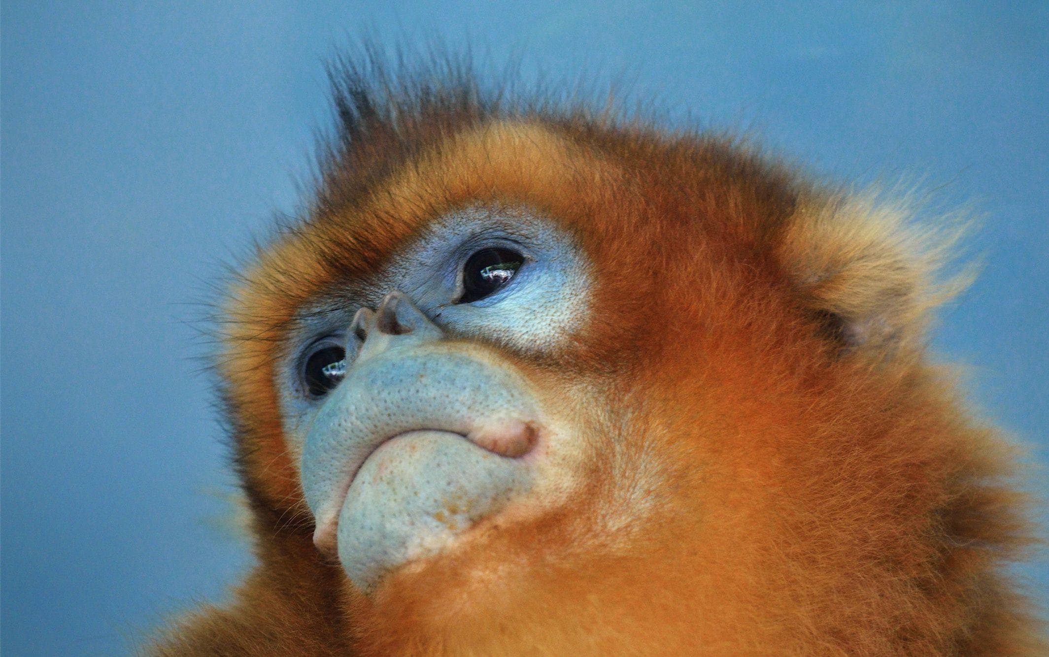The 13 Freakiest Looking Primates on the Planet