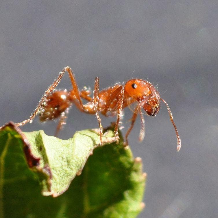 13 Weird Insect Facts That Will Creep You Out