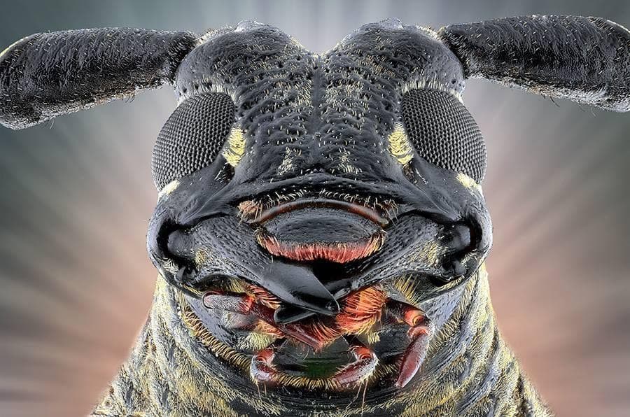 24 Disturbing Close-Up Pictures Of Insect Faces