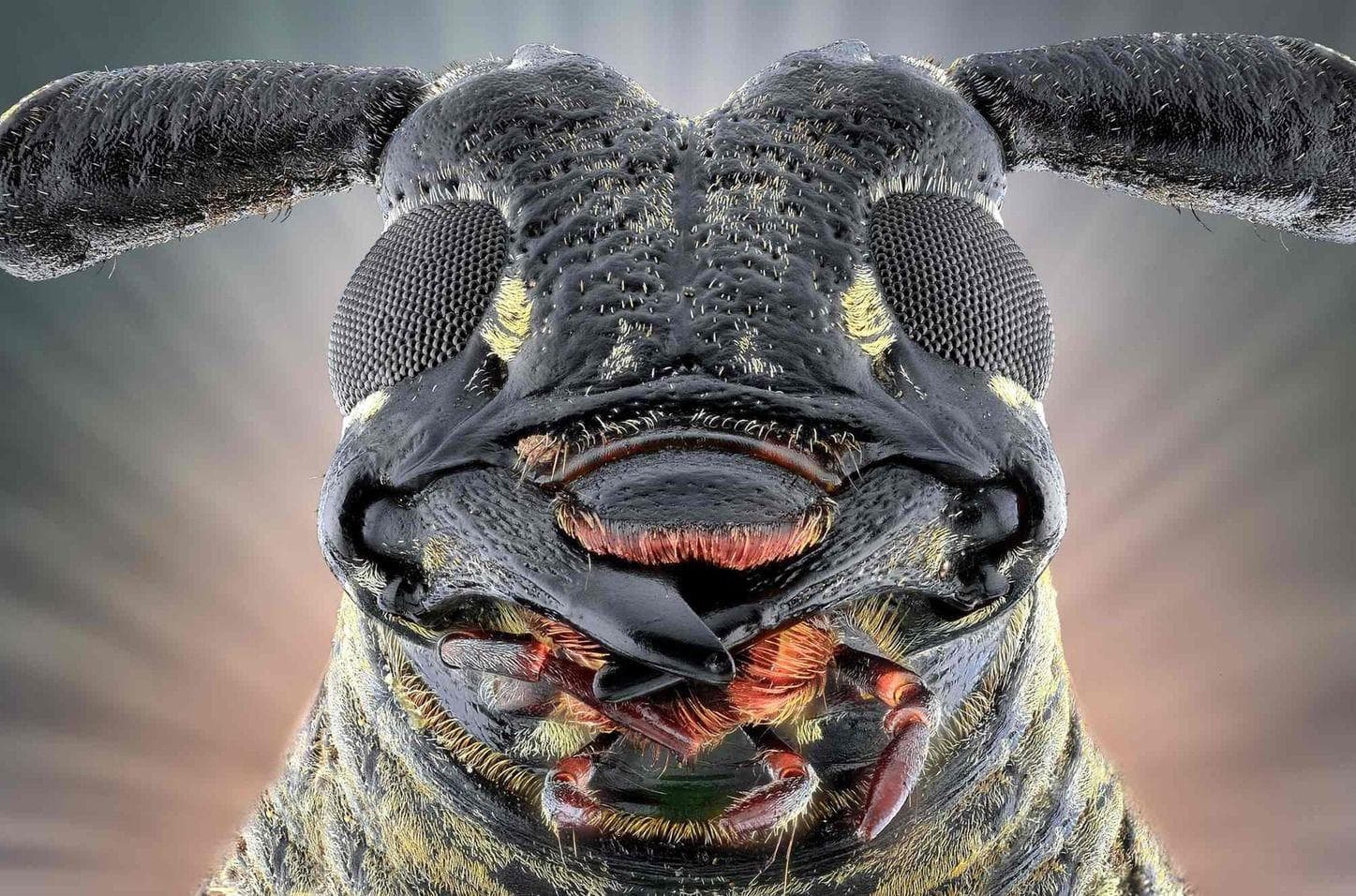 24 Disturbing Close-Up Pictures Of Insect Faces