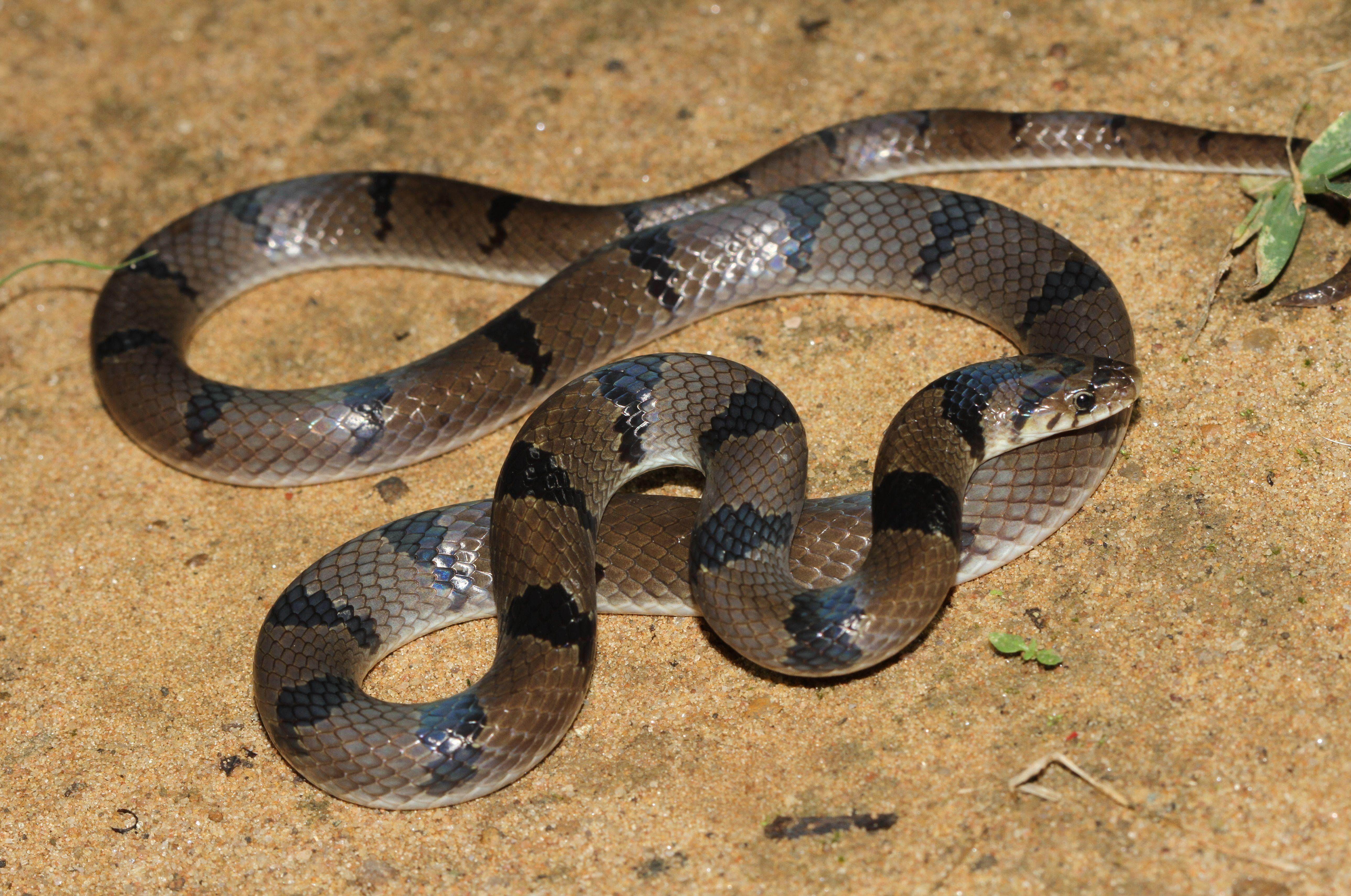 The Scariest Animals You Can Encounter In India