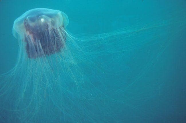 Scariest Deep Sea Creatures, Ranked By How Horrifying They Are