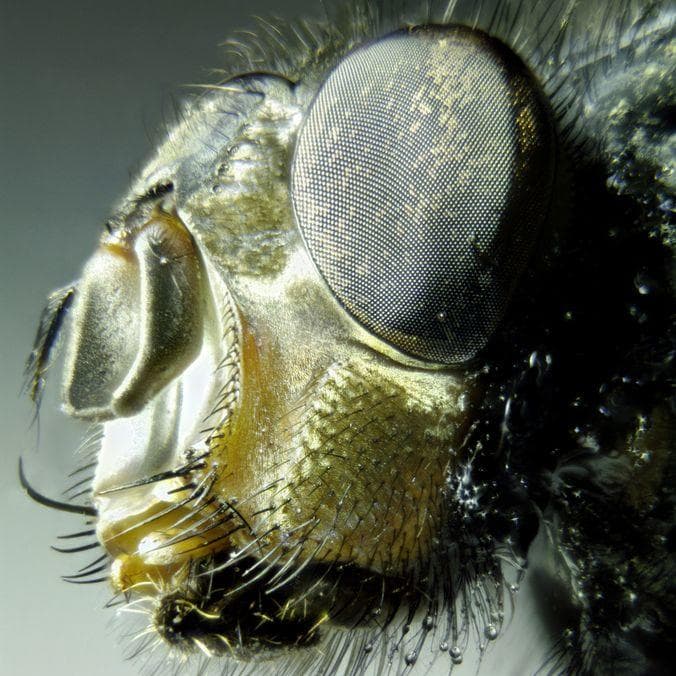 13 Weird Insect Facts That Will Creep You Out