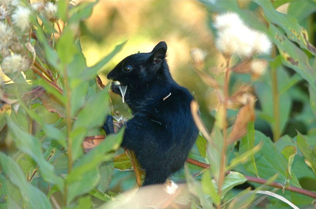19 Photos Of Black Animals You Had No Idea You Could Even Be Black