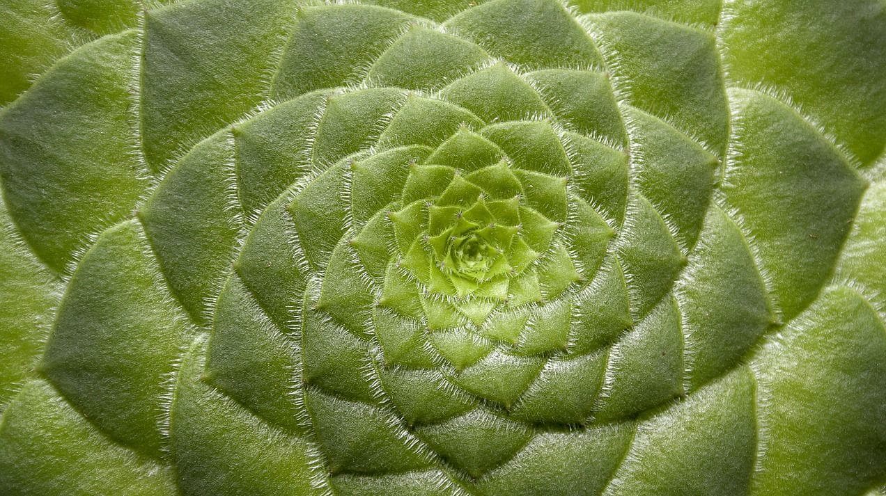 25 Psychedelic Succulents That Will Set Your Garden Apart