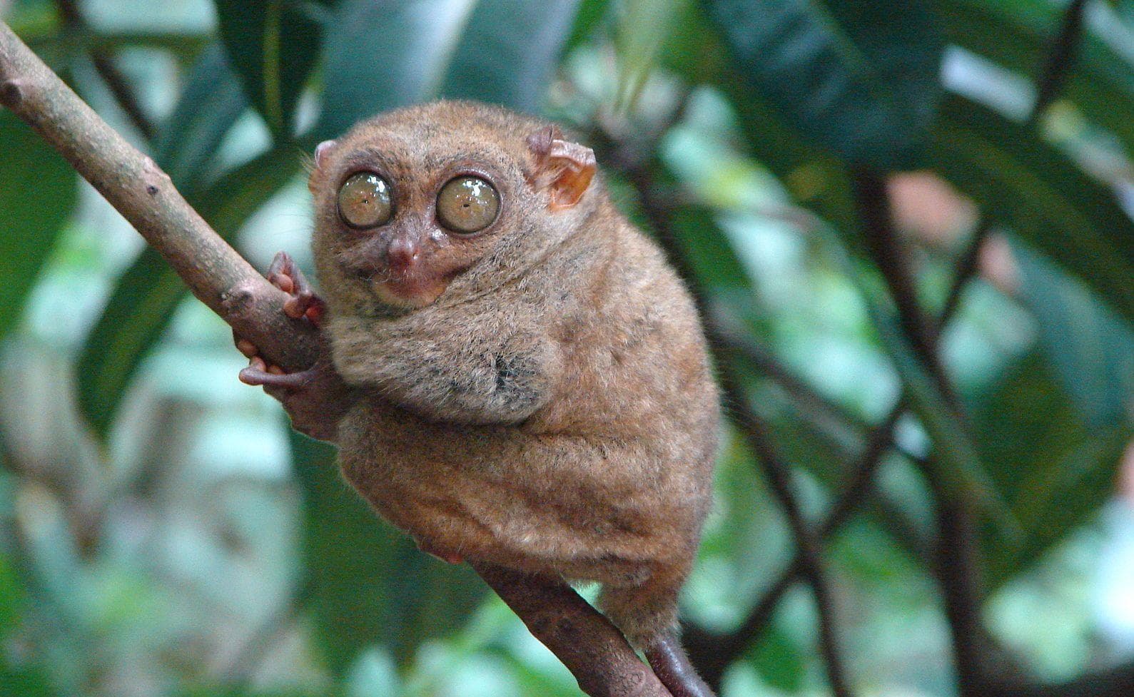 The 13 Freakiest Looking Primates on the Planet