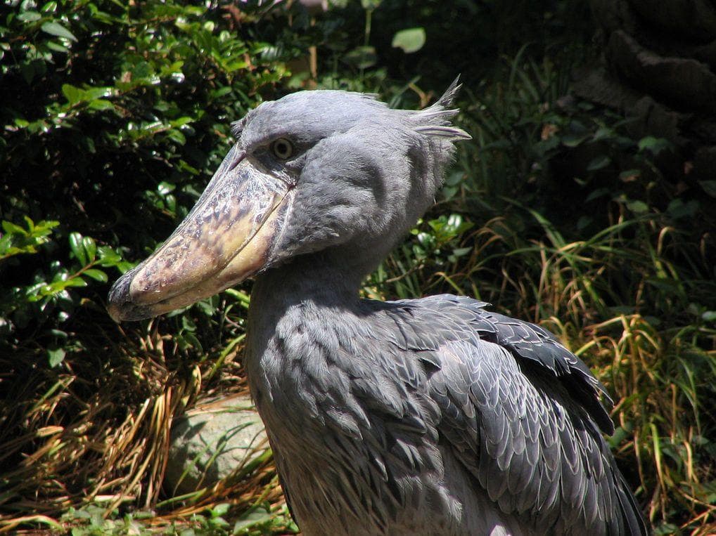 The 17 Weirdest And Scariest Bird Beaks