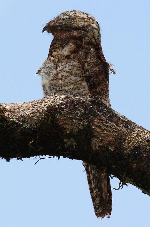The 17 Weirdest And Scariest Bird Beaks