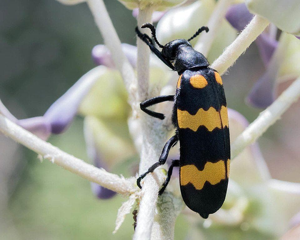 The 12 Scariest And Weirdest Animals In Arizona