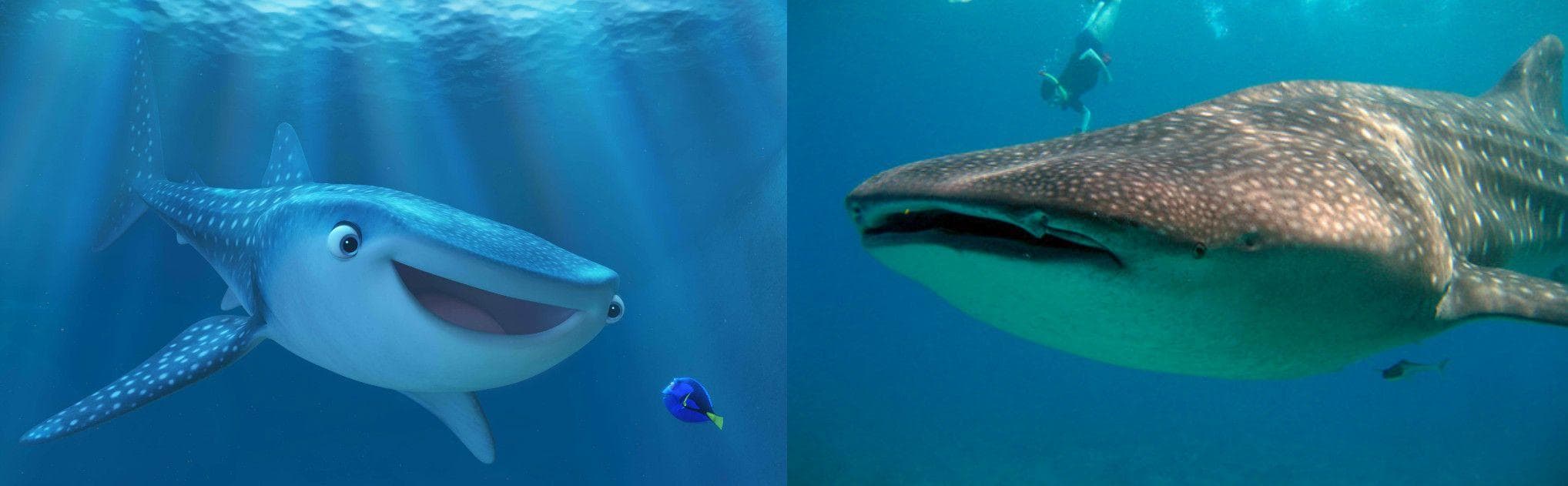 What the Species in Finding Dory Look Like in Real Life
