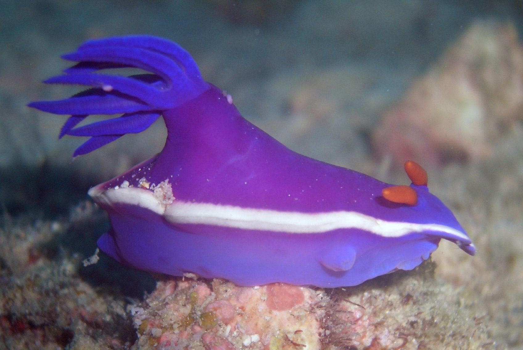 Nudibranch Types | Gallery of Colorful Nudibranchs