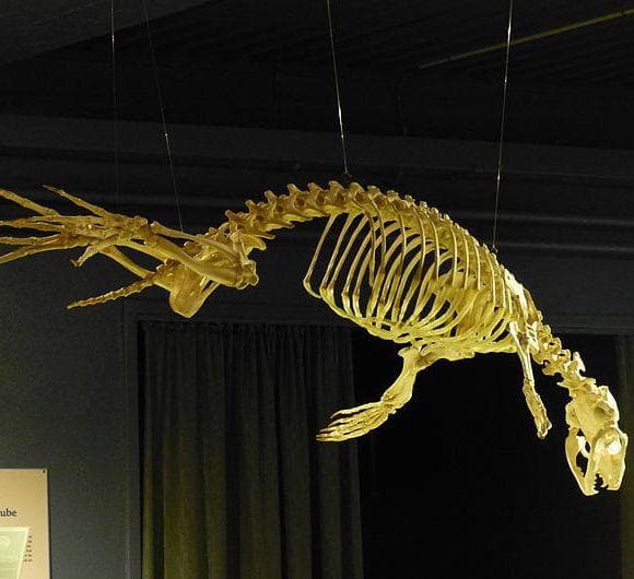 What Skeletons of Cute Animals Look Like