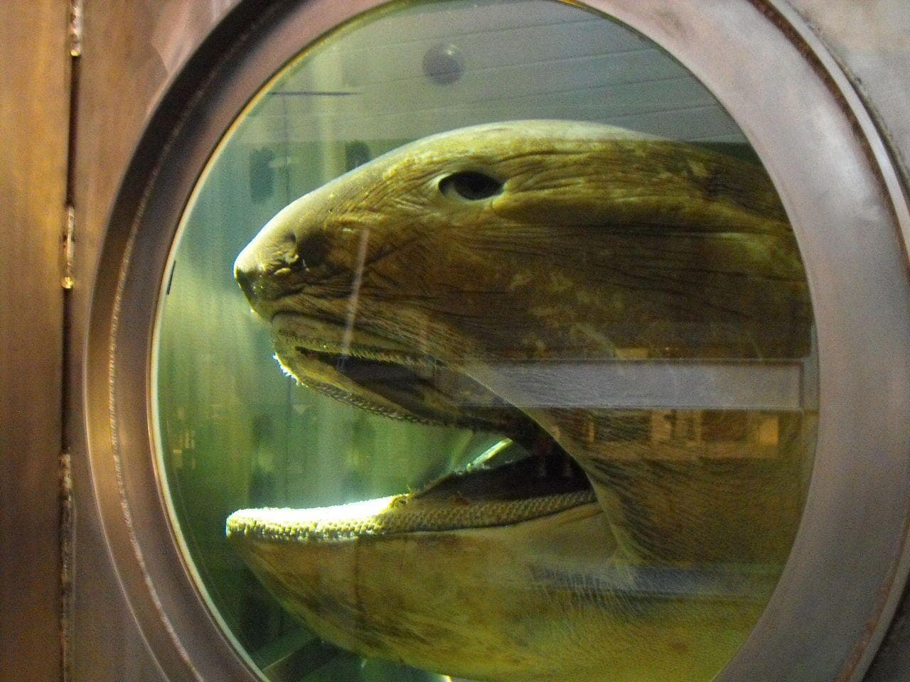 Rarest Sharks In The World