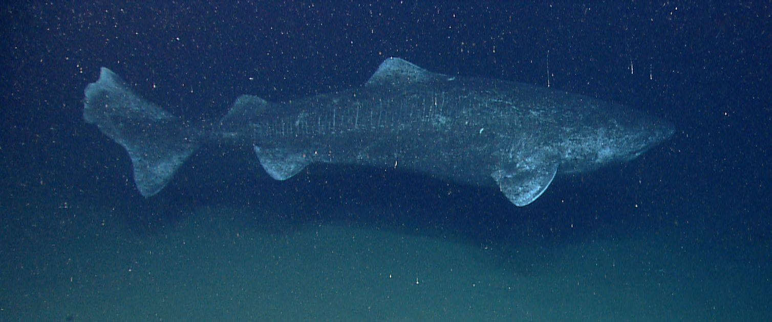 21 Of The Most Poisonous Sea Creatures and Deadly Ocean Animals