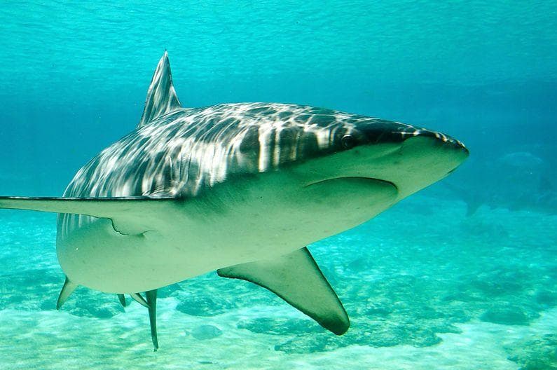 13 Rare And Endangered Sharks That Are Pretty Amazing