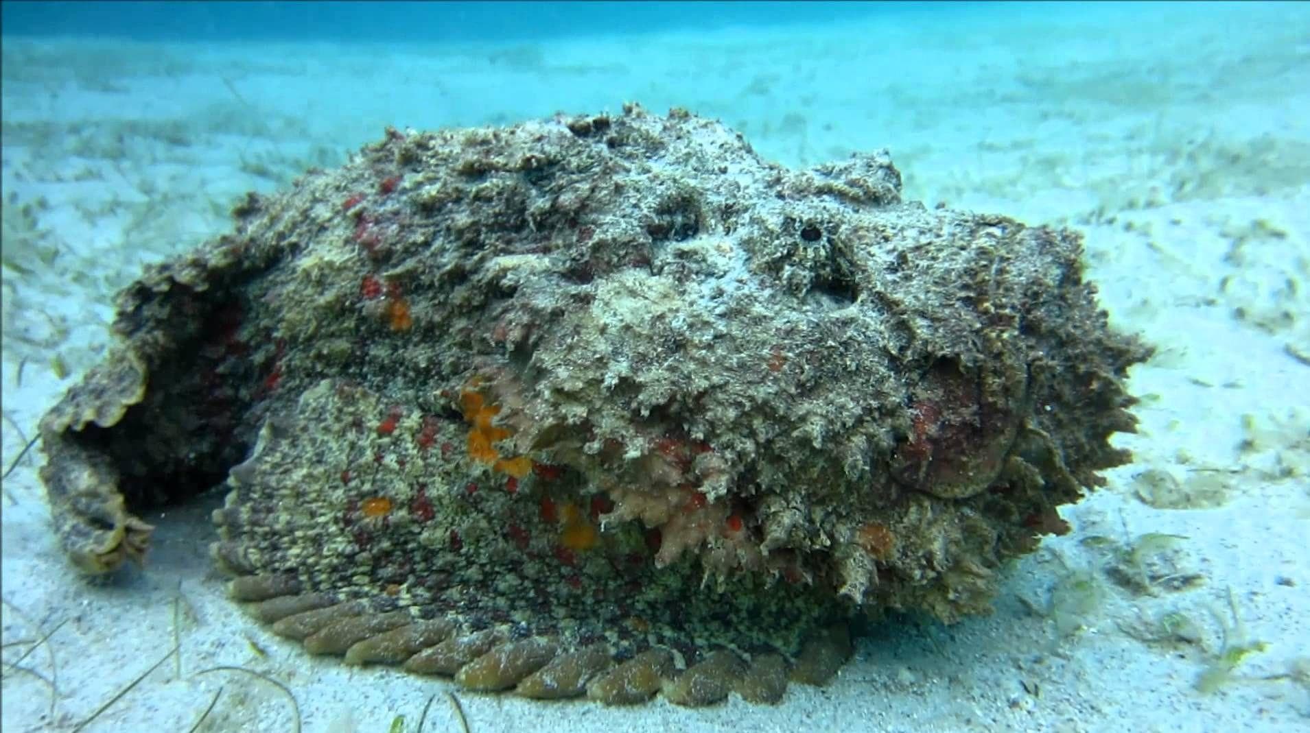 Scariest Types of Fish | List of Scary Fish Species