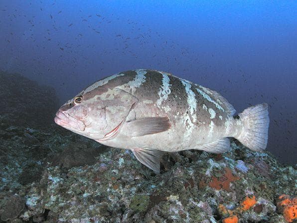 21 Of The Most Poisonous Sea Creatures and Deadly Ocean Animals