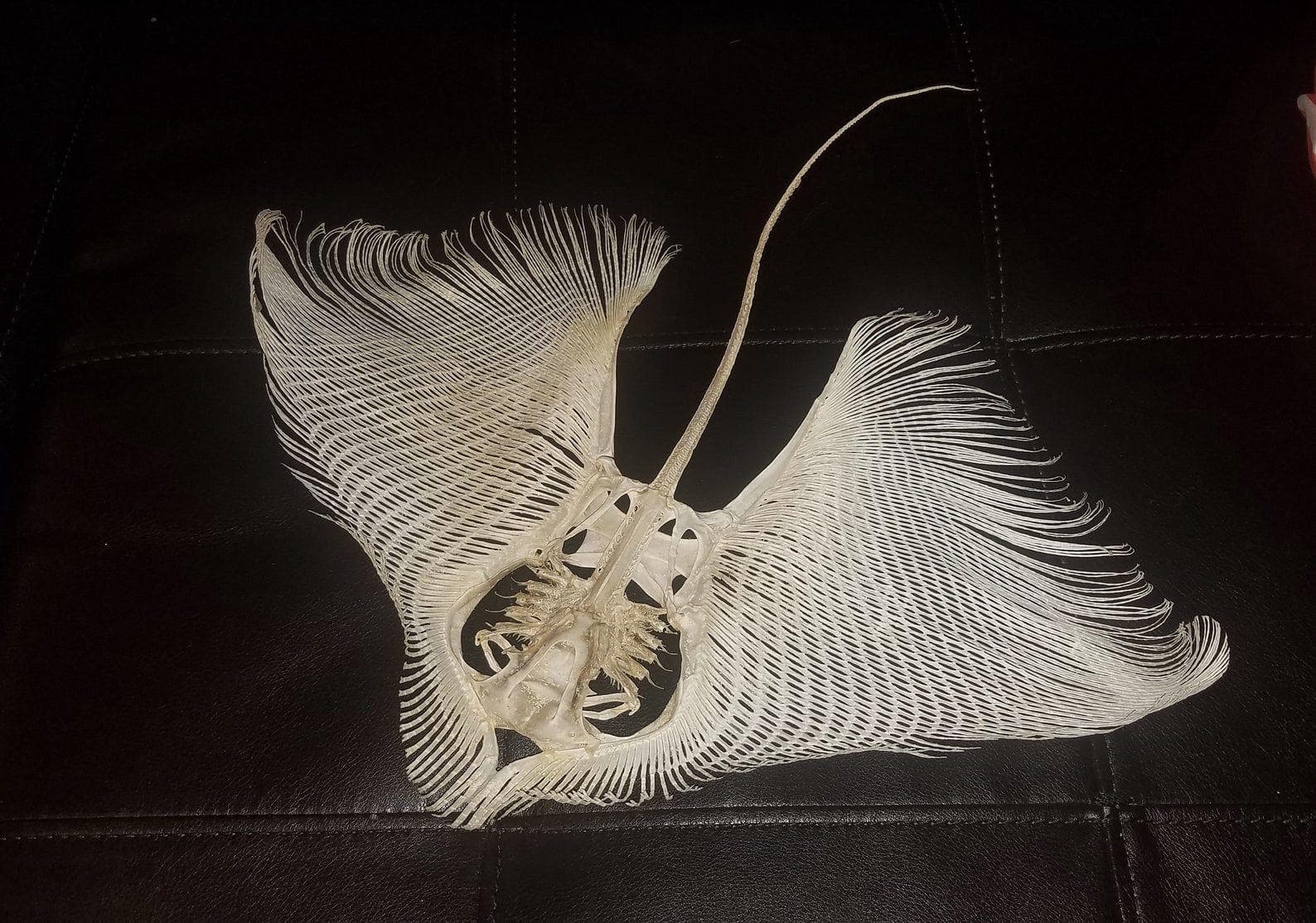 Wild-Looking Animal Skeletons That Made Us Say 'Whoa'