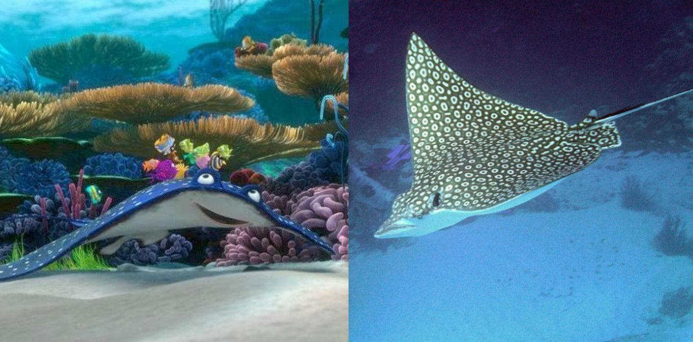 What The Species In 'Finding Dory' Look Like In Real Life