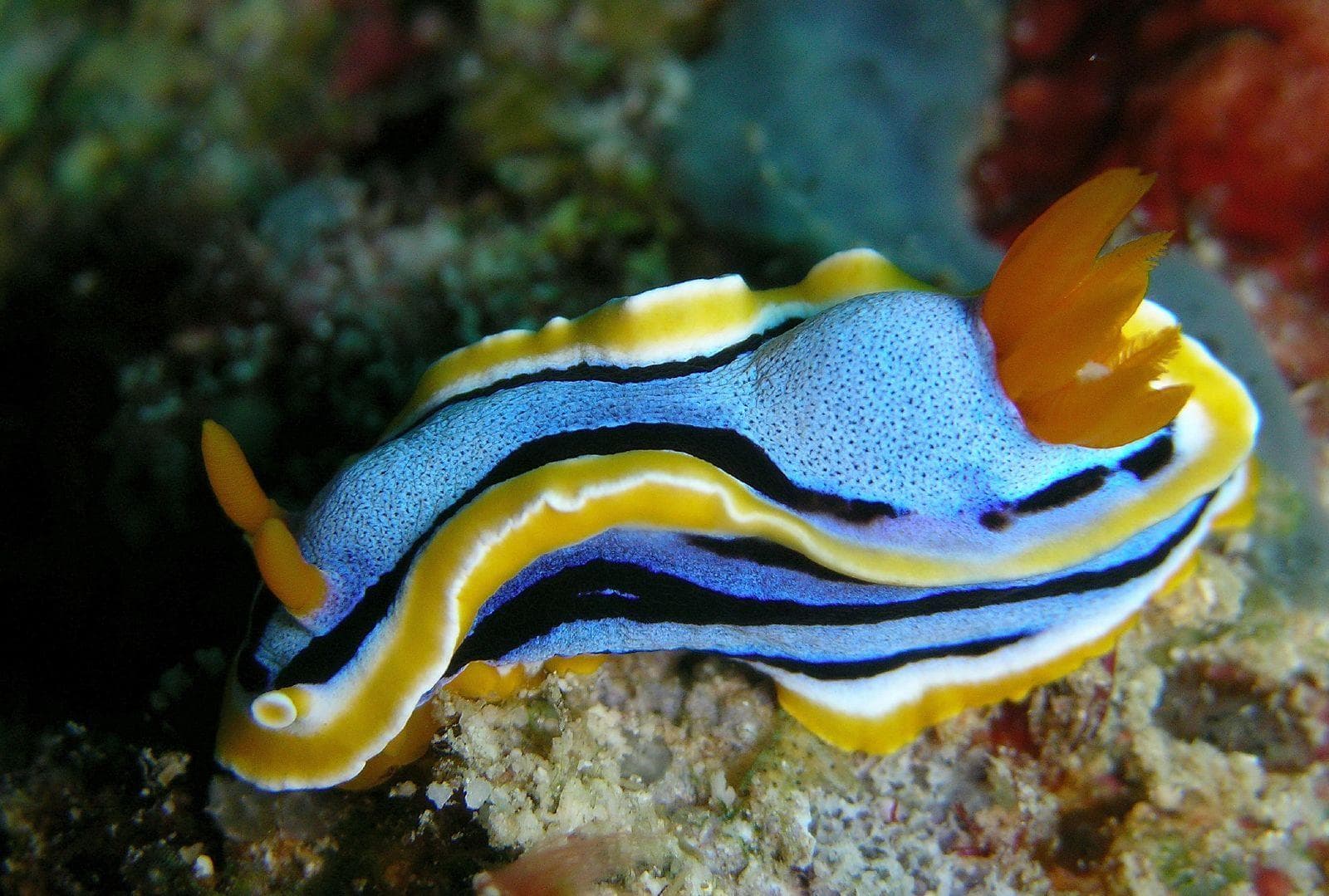 Nudibranch Types | Gallery of Colorful Nudibranchs
