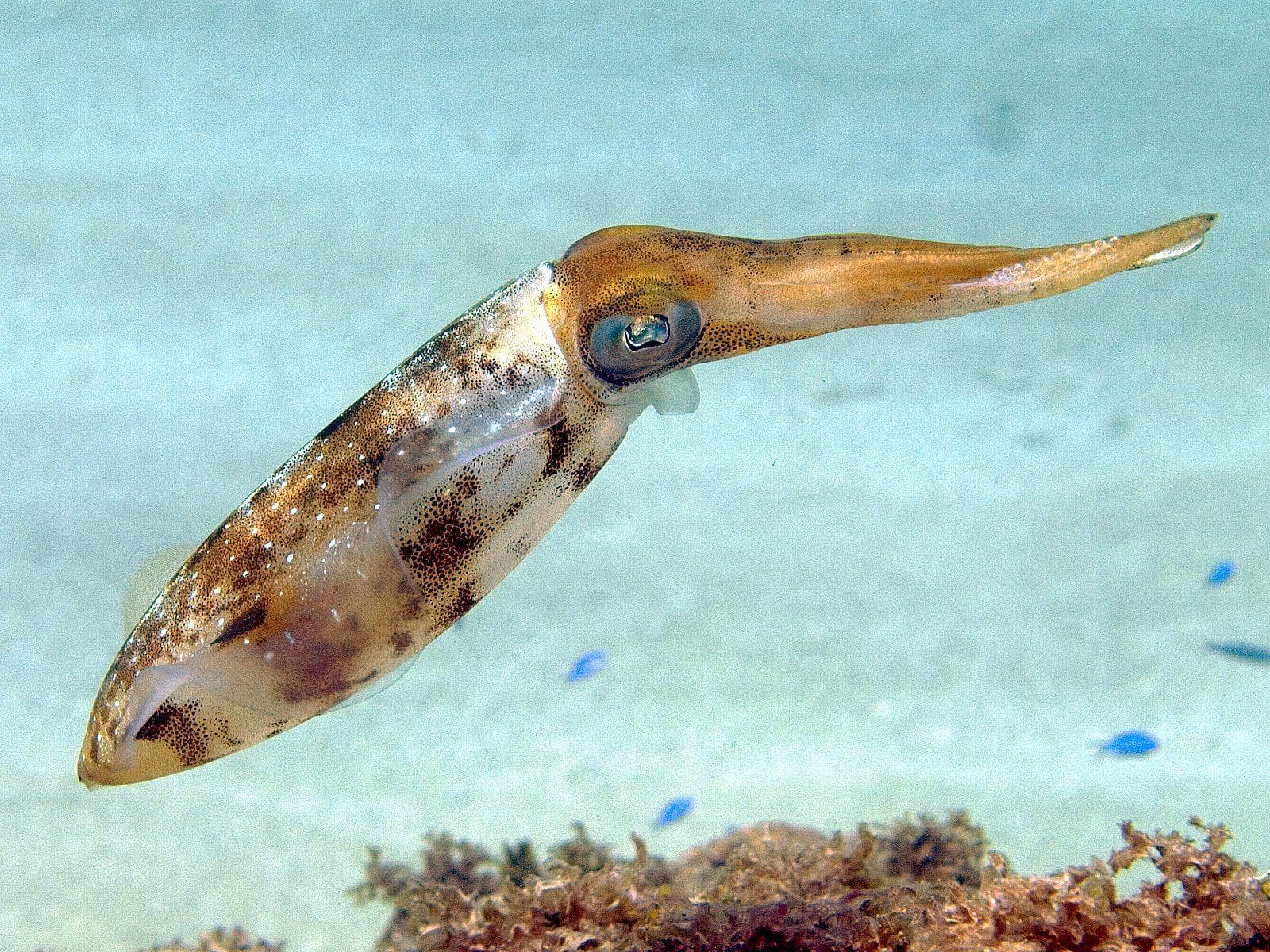 19 Crazy Sea Creatures Who Morph Into Their Surroundings
