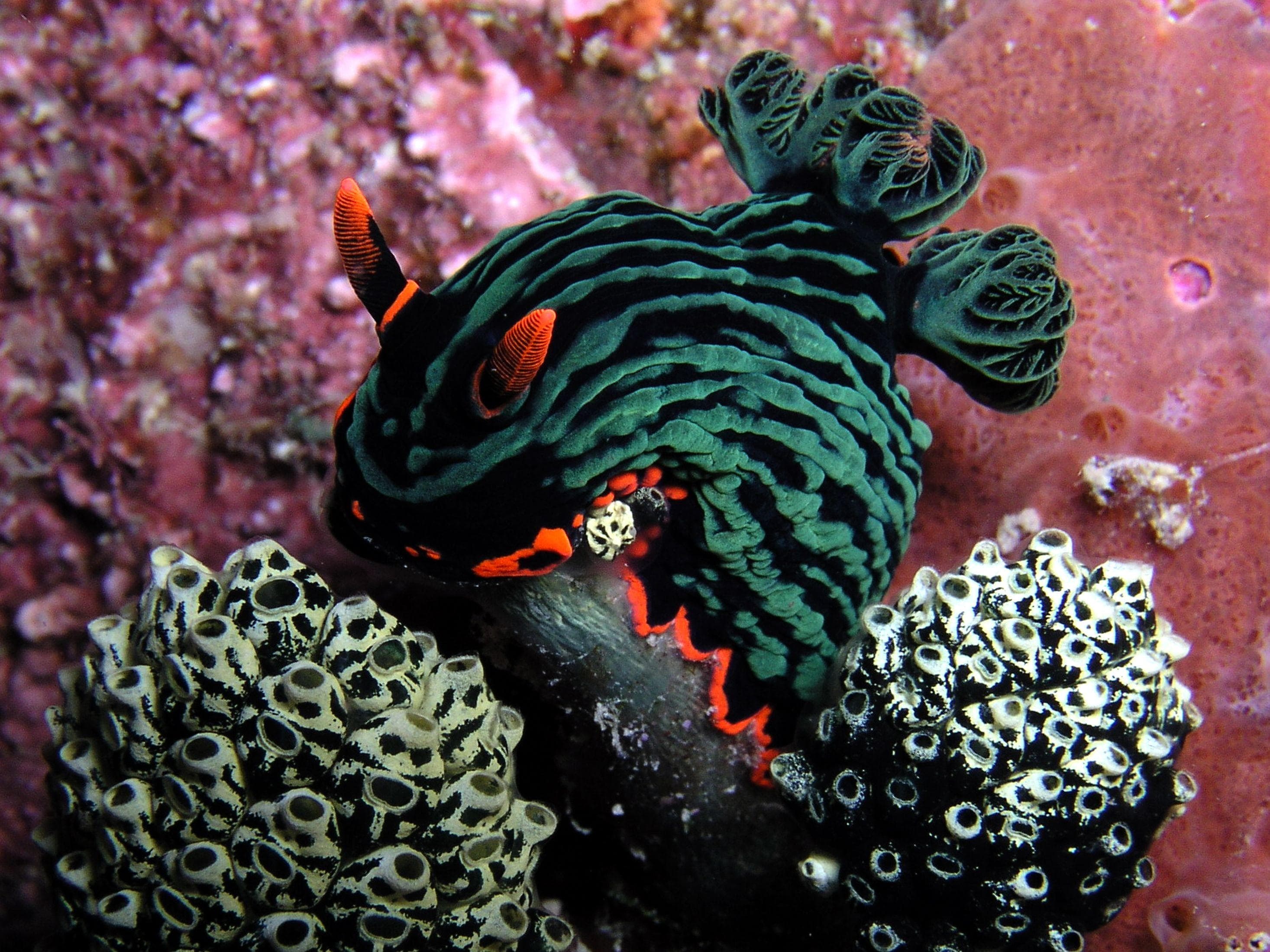 Nudibranch Types | Gallery of Colorful Nudibranchs