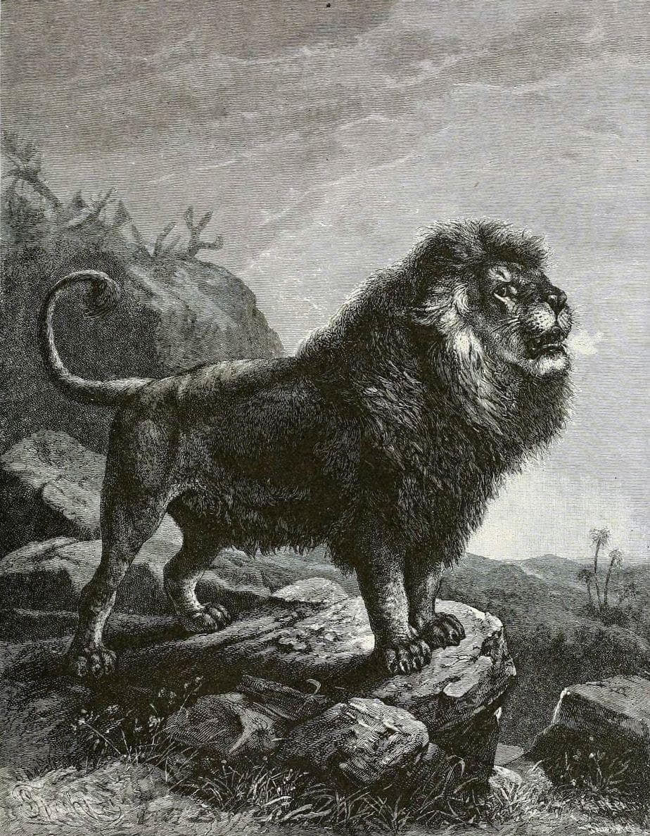 Complete List Of Extinct Big Cats, from Tigers to Lions
