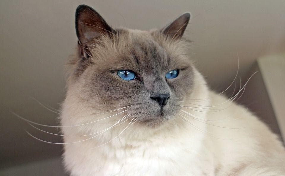 Best Exotic Cat Breeds | List of Most Unusual Cats