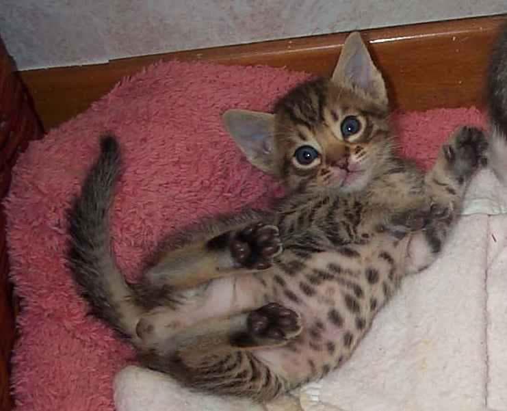 The 28 Cutest Kitten Breeds w/ Pictures, Ranked By Cat Lovers