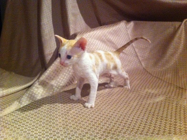 The 28 Cutest Kitten Breeds w/ Pictures, Ranked By Cat Lovers