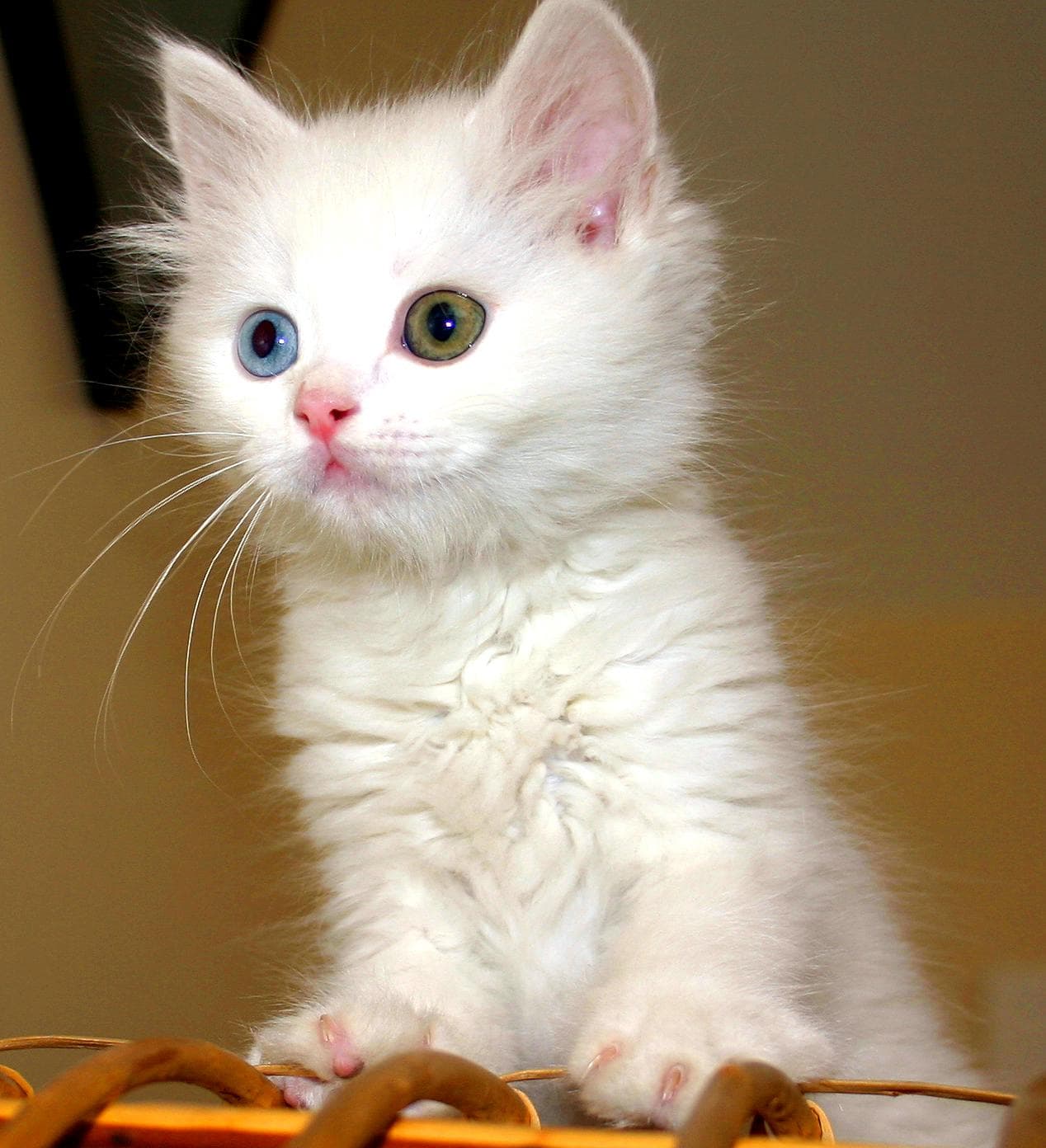 The 28 Cutest Kitten Breeds w/ Pictures, Ranked By Cat Lovers