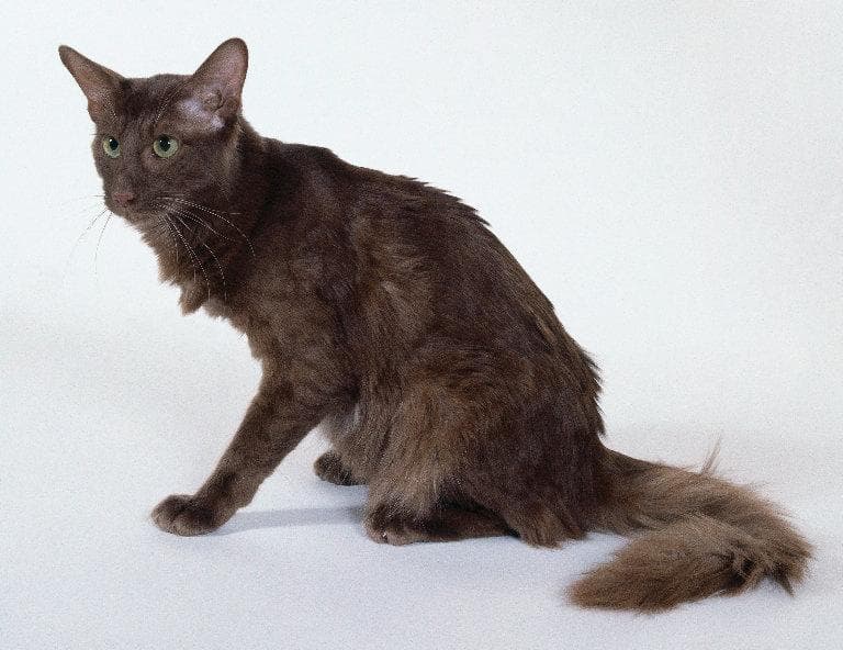 The 28 Cutest Kitten Breeds w/ Pictures, Ranked By Cat Lovers