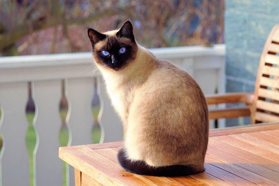 Best Exotic Cat Breeds | List of Most Unusual Cats
