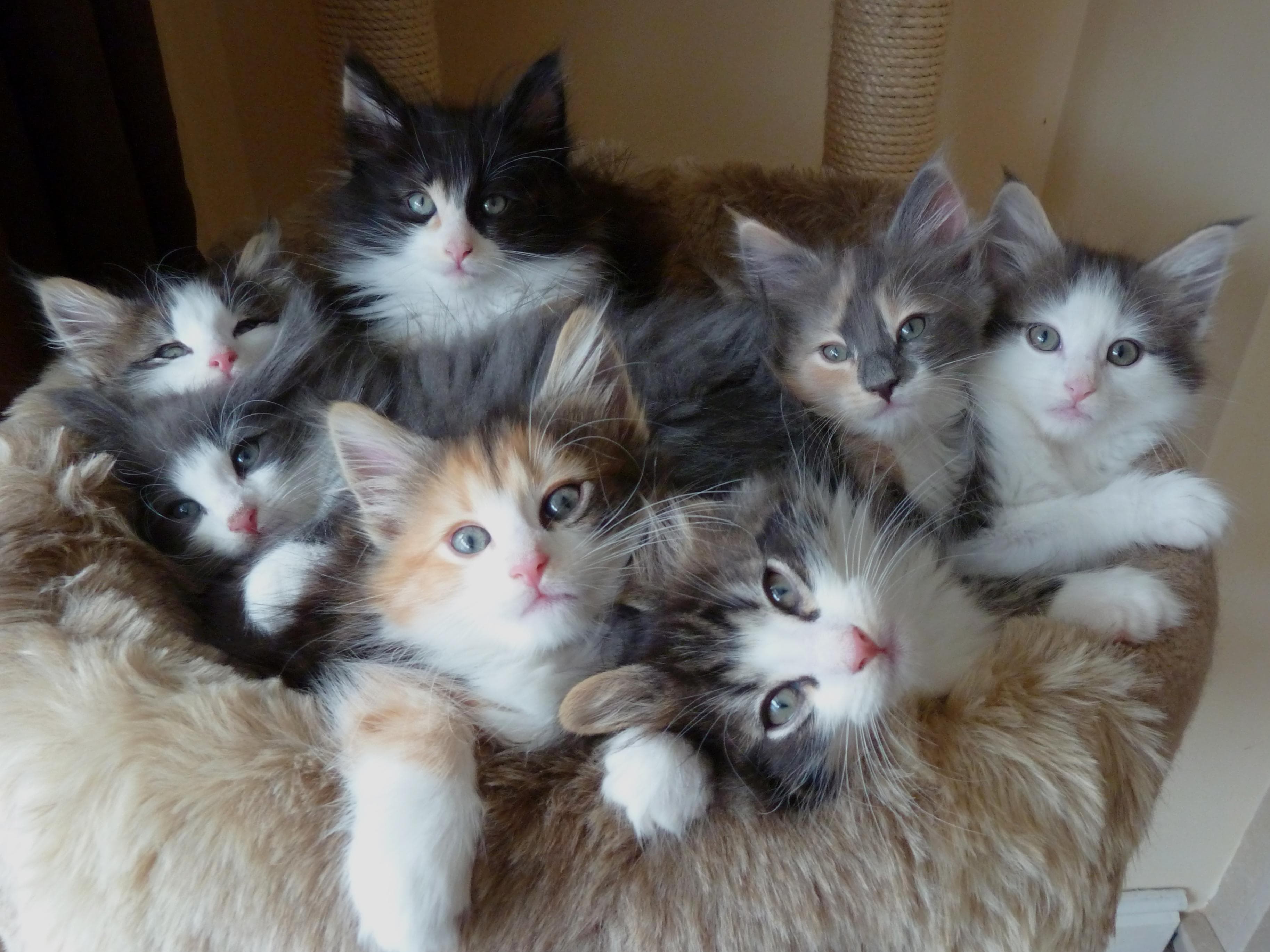 The 28 Cutest Kitten Breeds w/ Pictures, Ranked By Cat Lovers