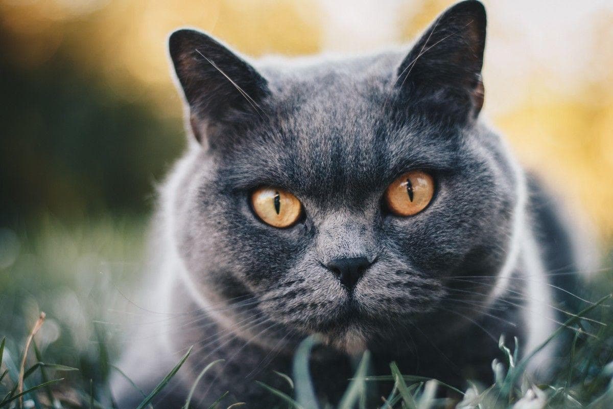 Best Exotic Cat Breeds | List of Most Unusual Cats