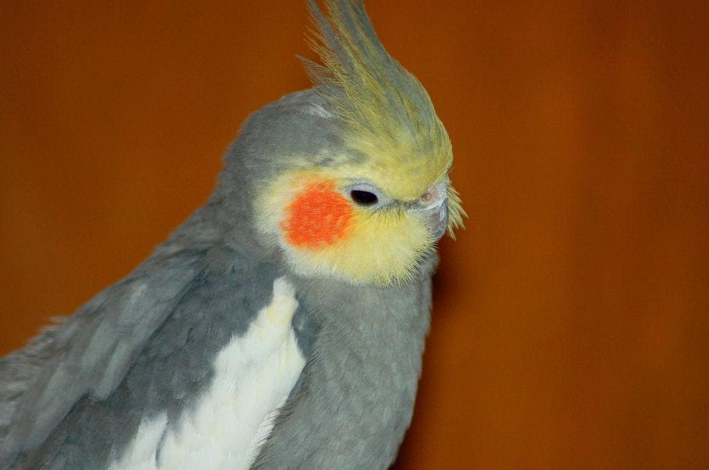 Birds That Make The Best Pets