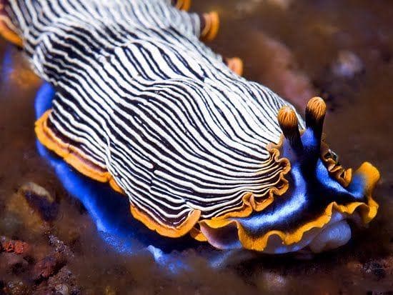 Nudibranch Types | Gallery of Colorful Nudibranchs