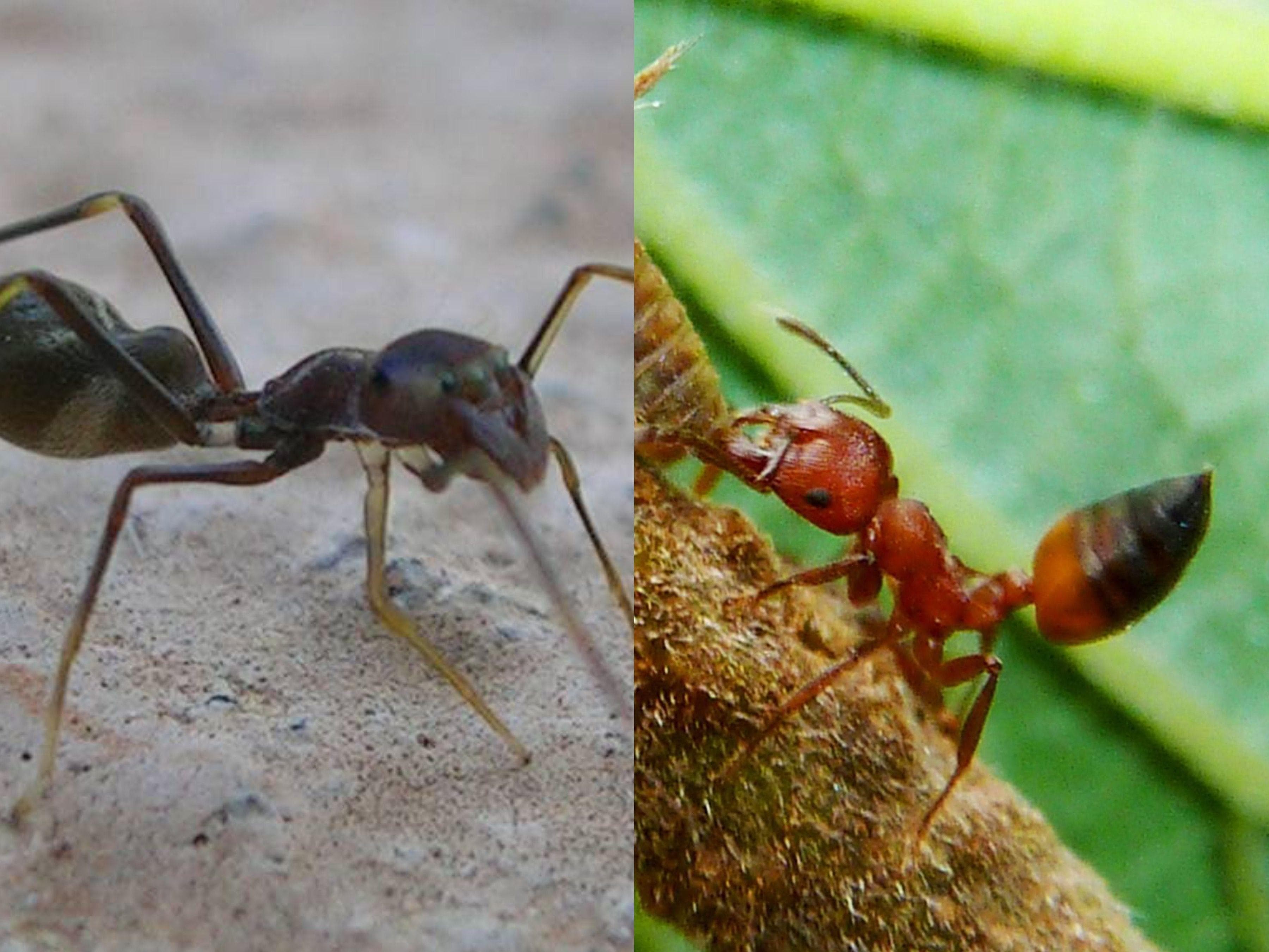 Animal Imposters: 15 Creatures That Fake It To Make It