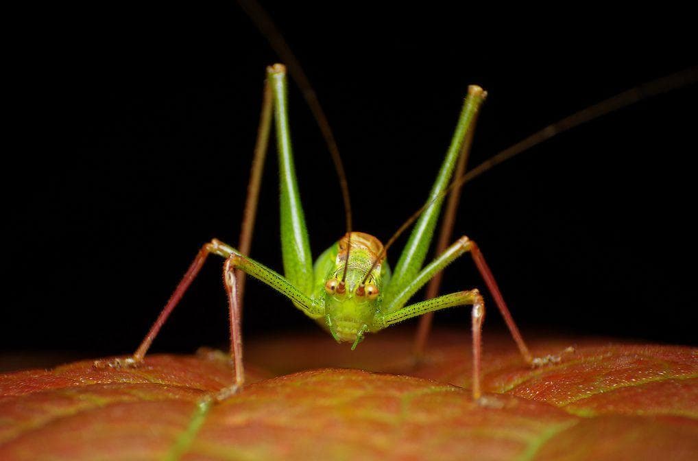 All Of The Flesh Eating Insects That Make Our Skin Crawl