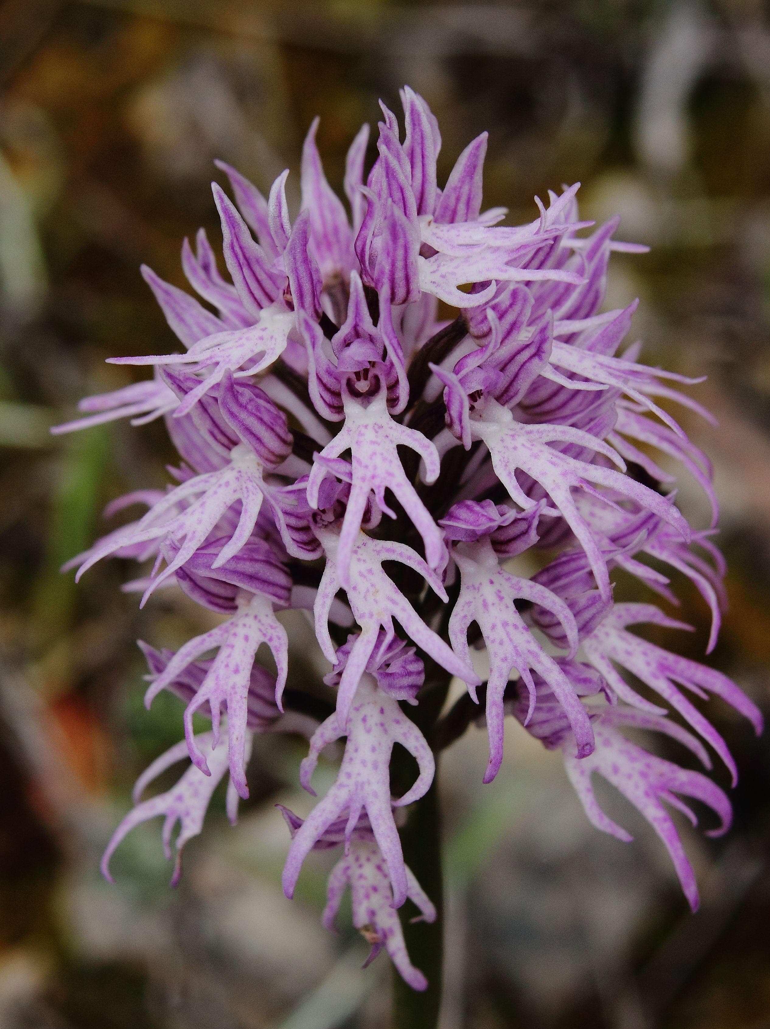 17 Plants That Look Exactly Like Animals