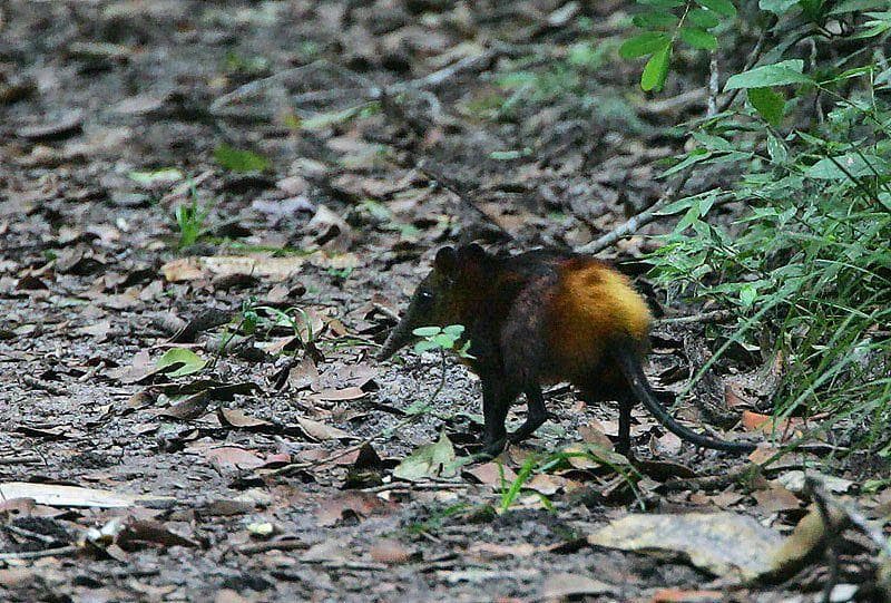 13 Rare Photos Of Animals That Are Almost Extinct