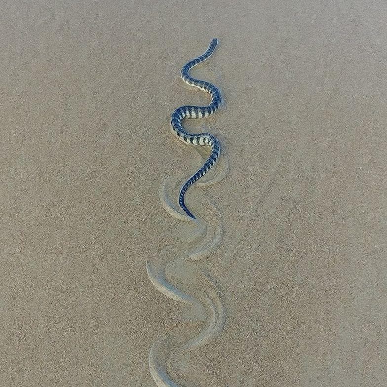 21 Of The Most Venomous & Poisonous Snakes In The World