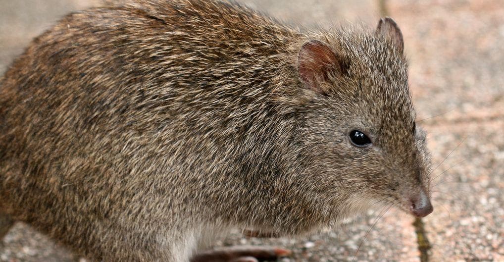 25 Interesting Facts About Marsupials