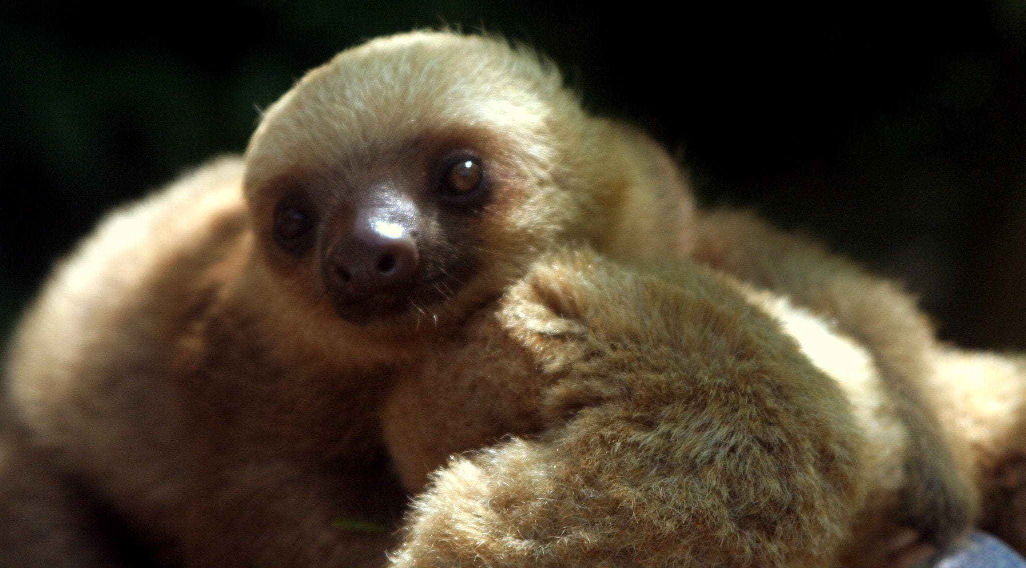 20 Super Creepy Animal Facts That Are Actually Pretty Upsetting