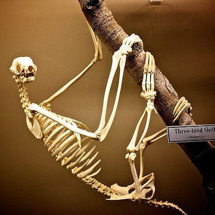 What Skeletons of Cute Animals Look Like