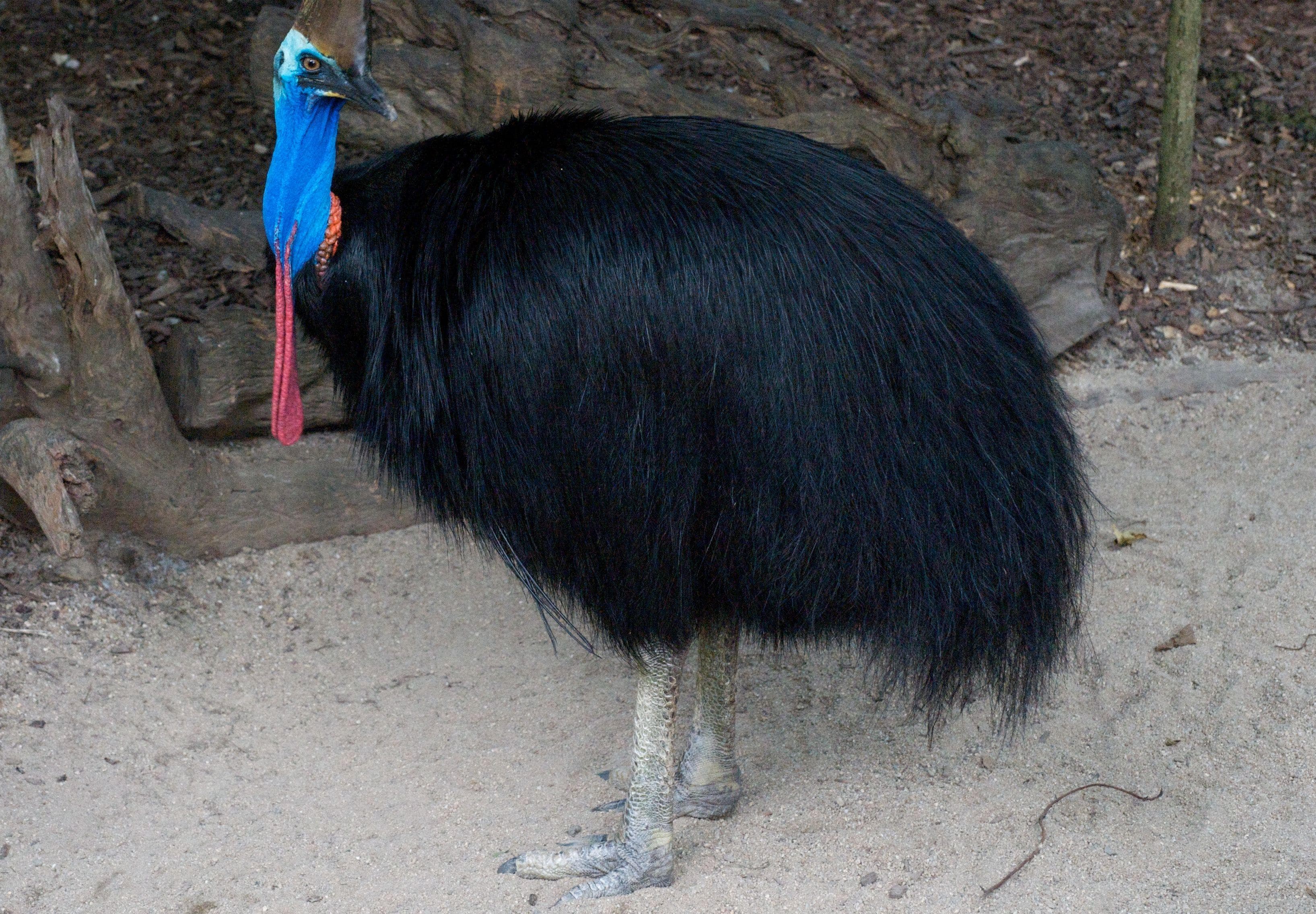 Scariest Birds List | Types of Scary Bird Species