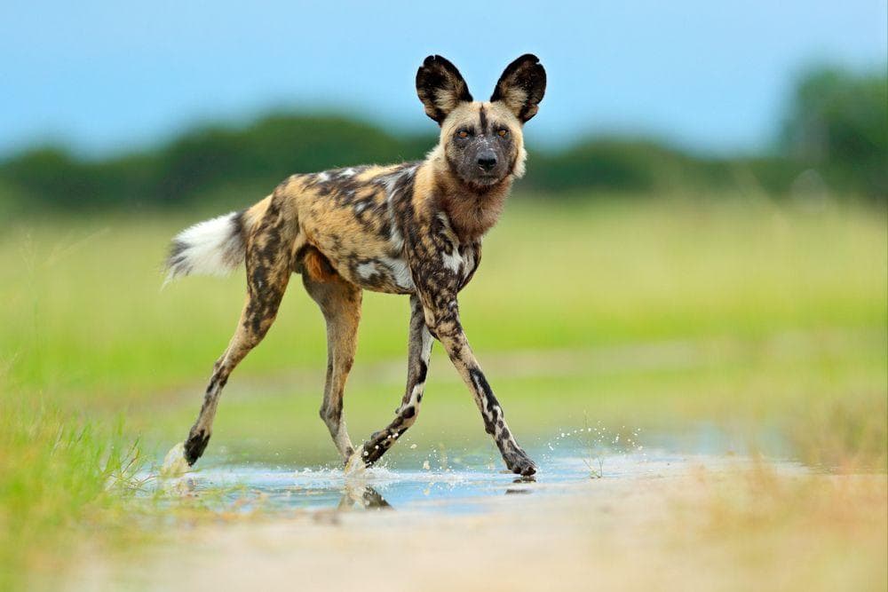 14 Wild Dog and Cat Species That Are Amazingly Rare